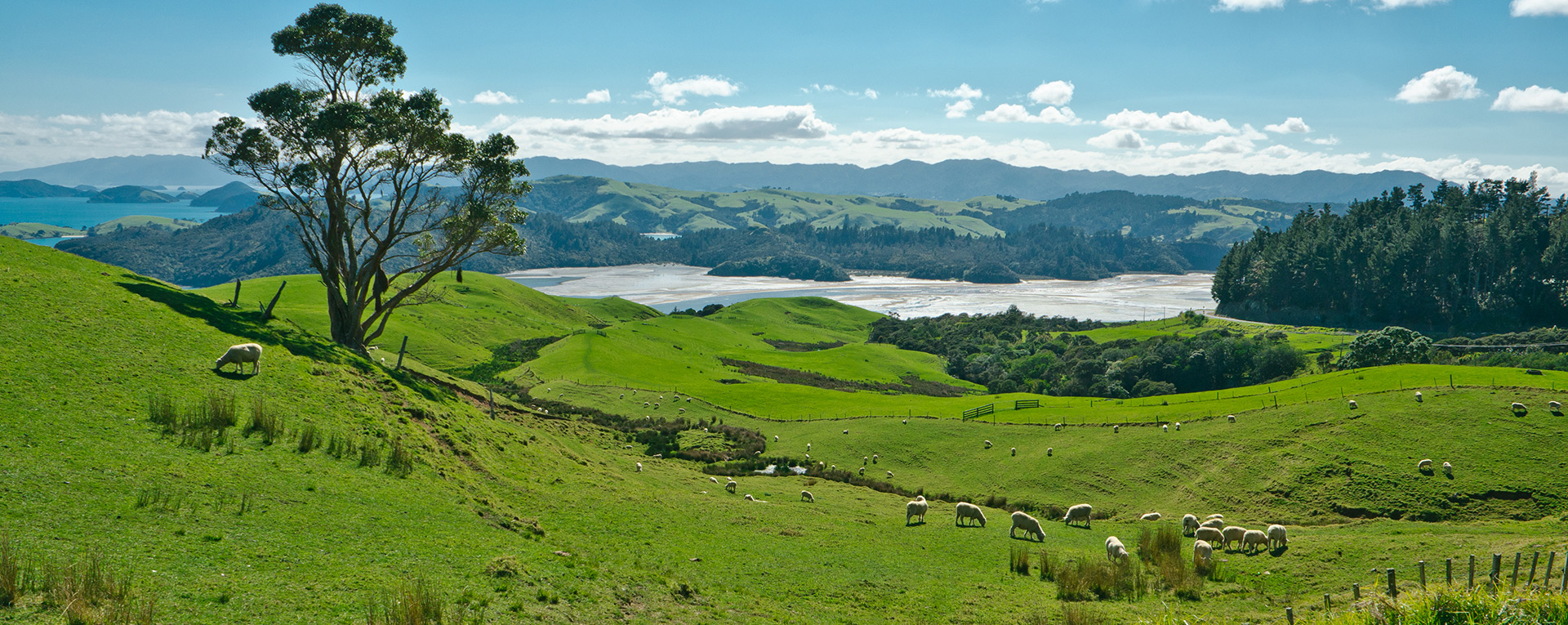 How the North Island got its name - Backpacker Bus New Zealand
